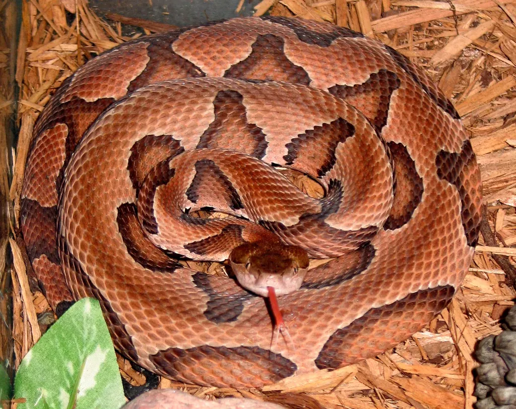 7 Snakes To Watch Out For In Red River Gorge, KY - RedRiverGorge.fun